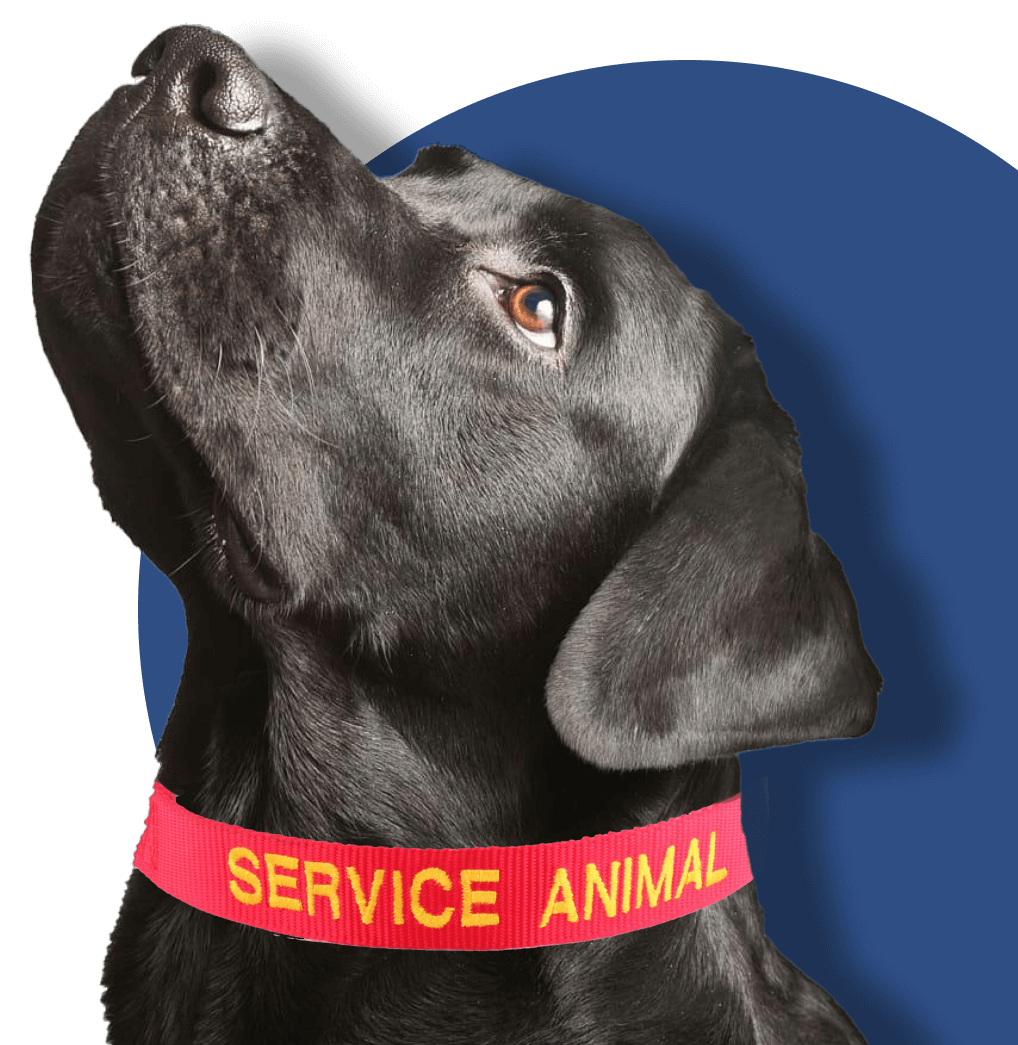 Esa Registration | Service Dog Registration In USA